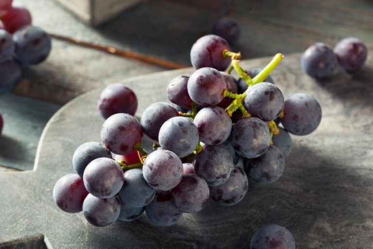 Puree Arete | Aseptic Concorde Grape Puree For Brewers, Foodies, Bakers ...